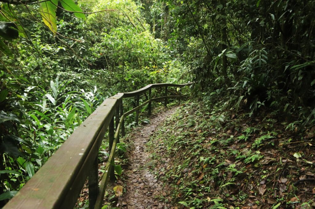 Parque Nascentes de Paranapiacaba ganha Bosque da Memória - ABCD Real